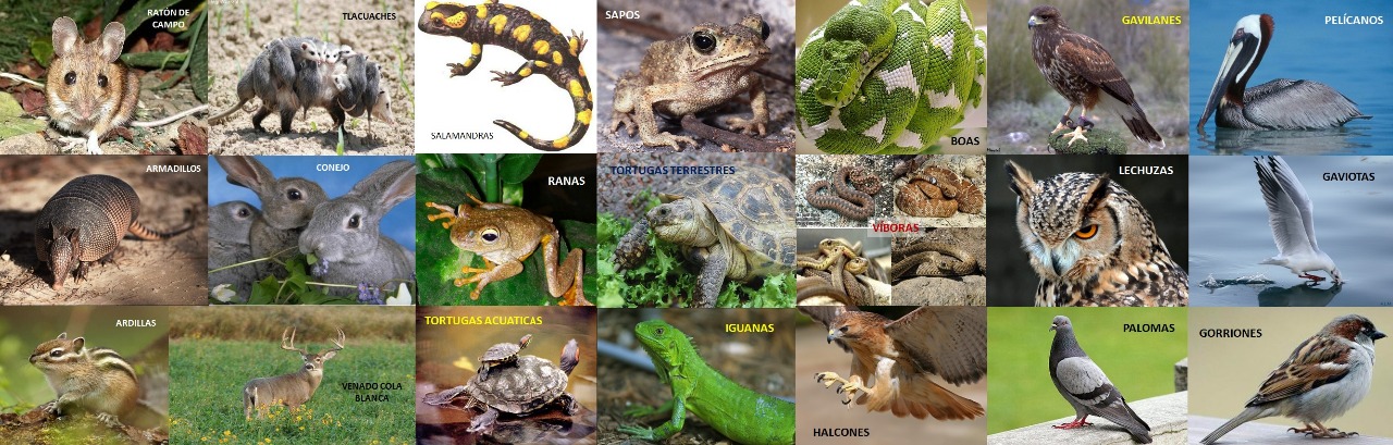 Biodiversidad en Oaxaca :: Oaxaca Verde Online